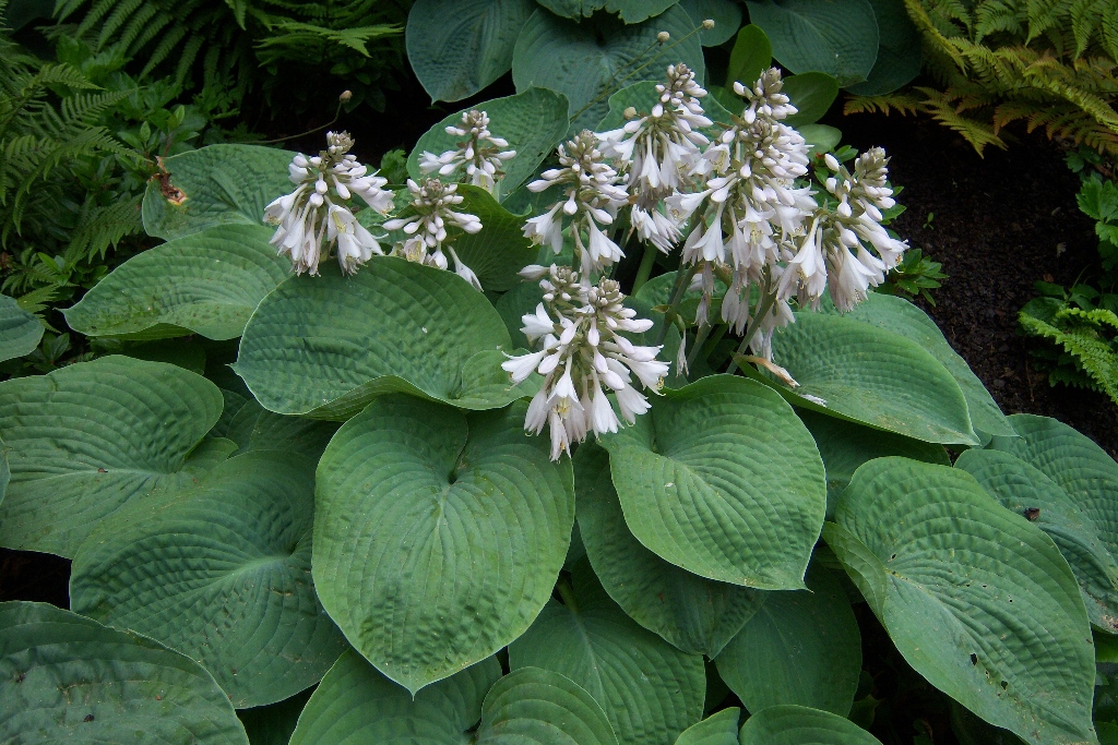 Hosta-sieboldiana-Elegans - Tippah County Growers - Tippah County Growers